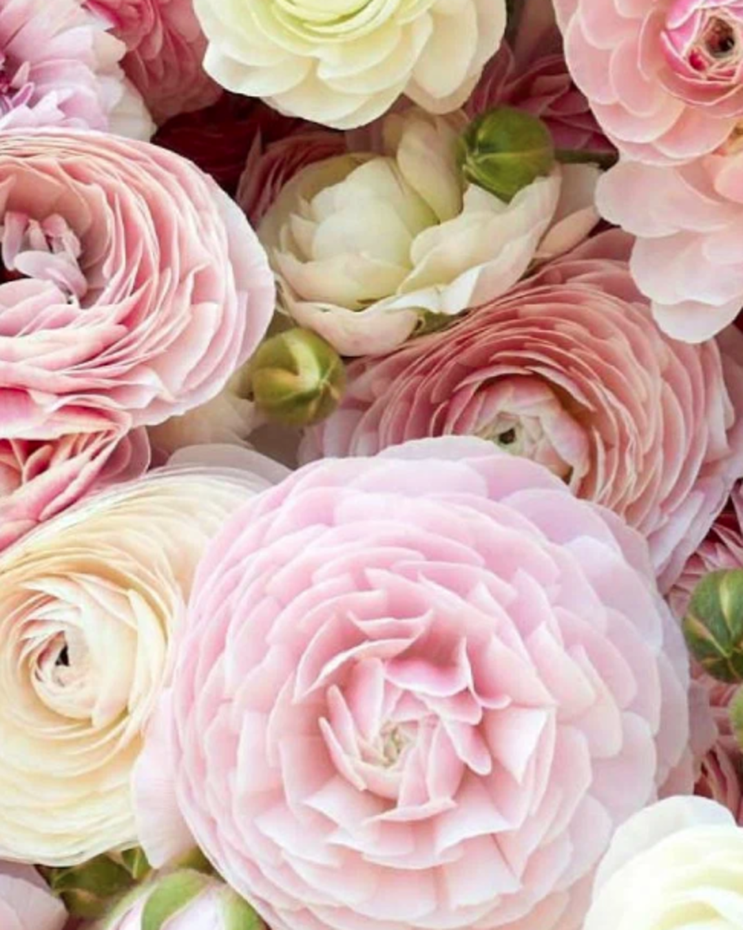 Ранункулюс Holland Bulb Market "Пастель", микс, многолетние, 20 см, 10 луковиц