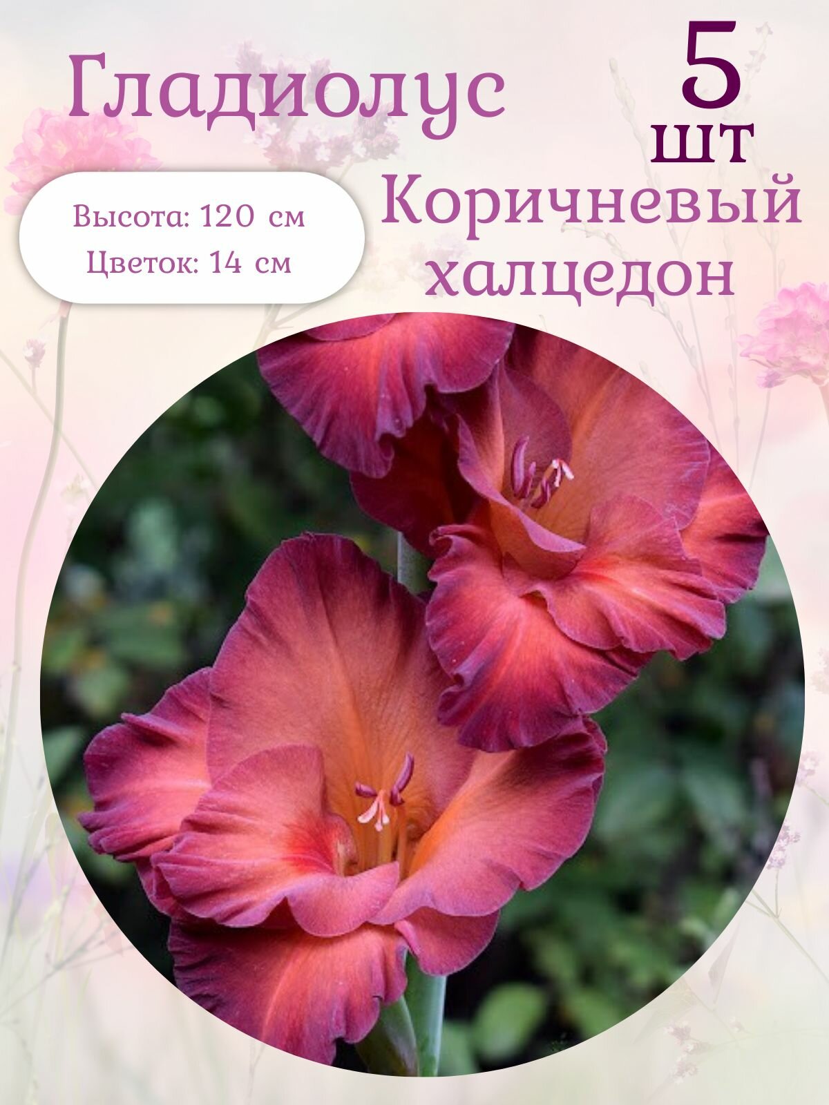 Гладиолусы, многолетние цветы, луковицы 5 шт.