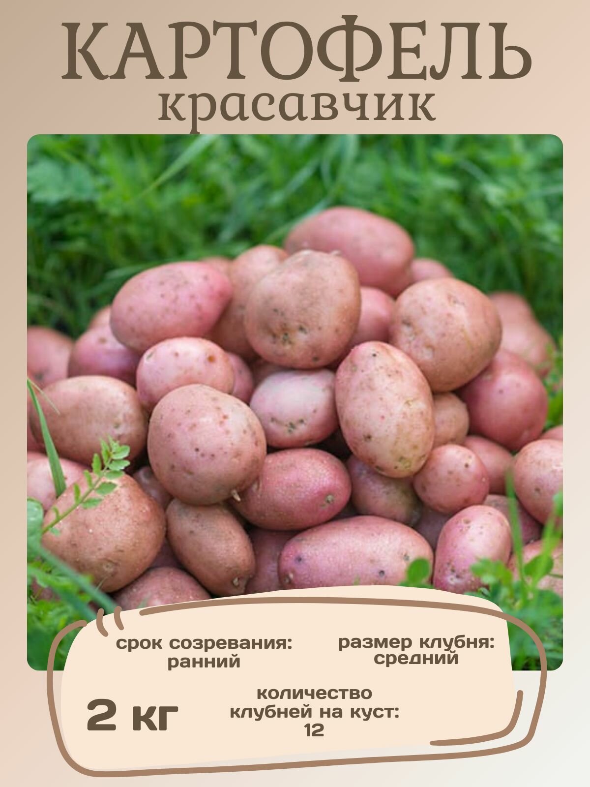 Картофель семенной 2 кг, на посадку