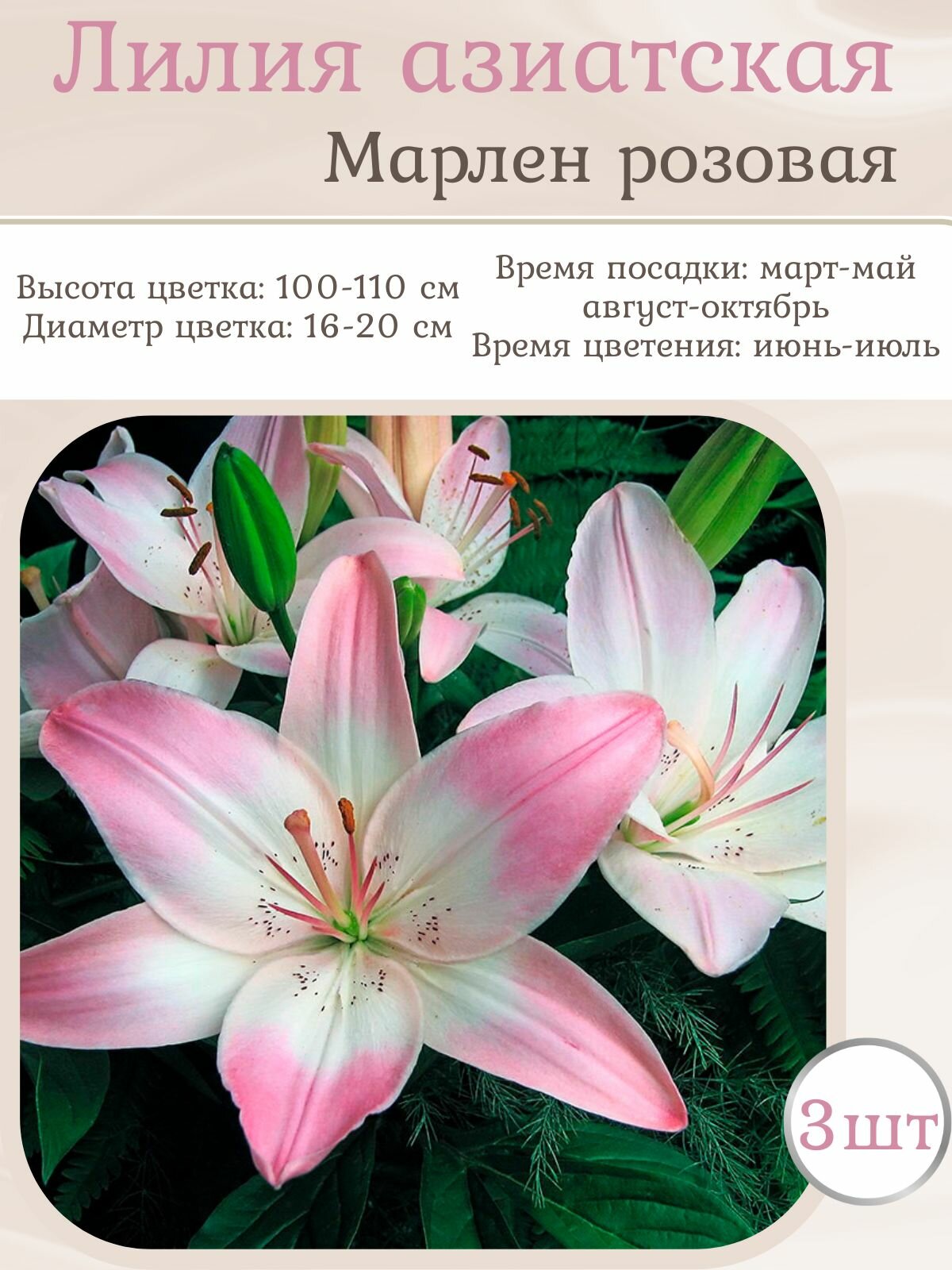 Лилия Азиатская, многолетние цветы, луковицы 3 шт