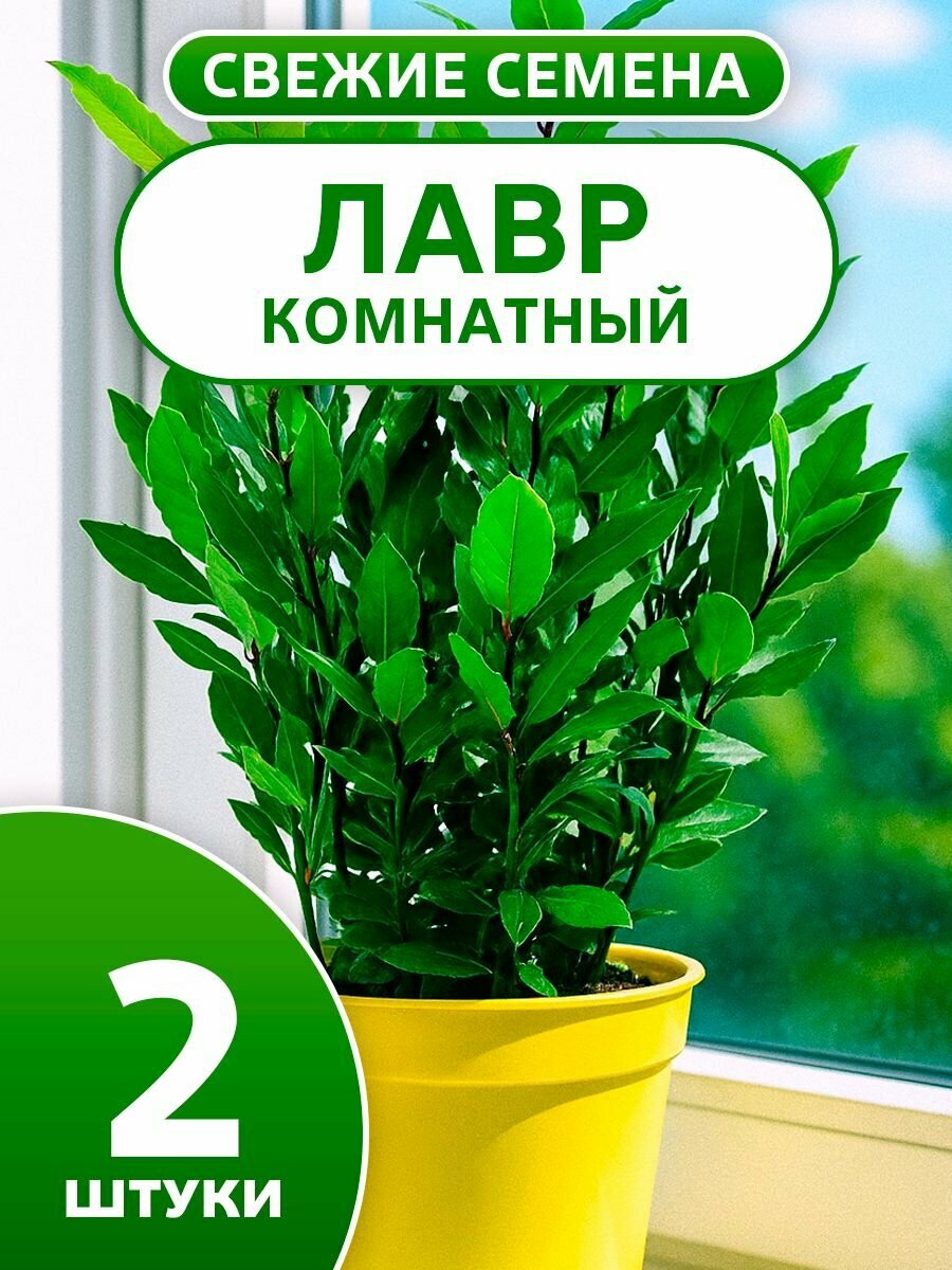 Семена лавра для выращивания
