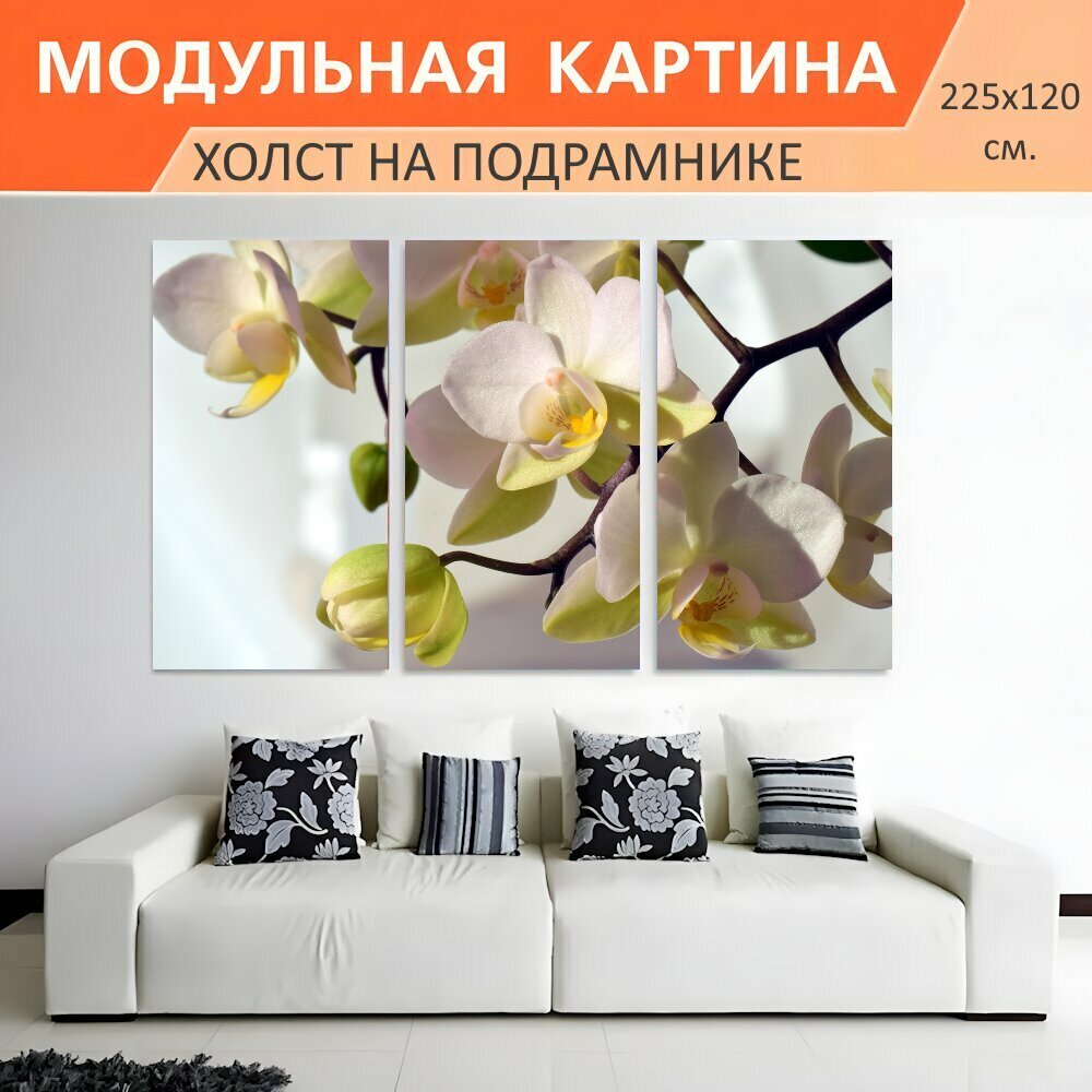 Модульная картина на холсте "Орхидея, белый, белая орхидея" триптих на подрамнике 225х120 см. для интерьера