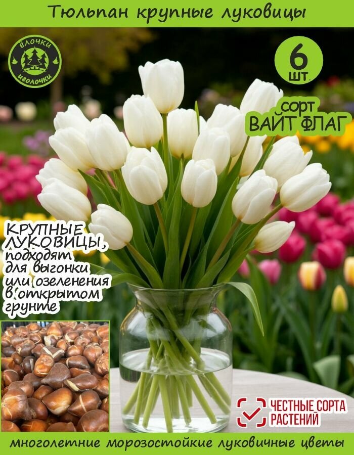 Тюльпан Луковица Вайт Флаг 6 шт