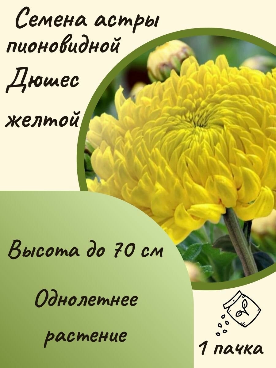 Семена астры пионовидной Дюшес желтой, 10 шт. семян