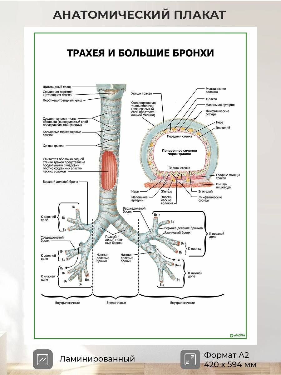 Обучающий медицинский плакат ламинированный формат А2 Трахея и большие бронхи