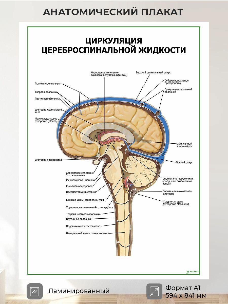 Обучающий медицинский плакат ламинированный формат А1 Циркуляция цереброспинальной жидкости