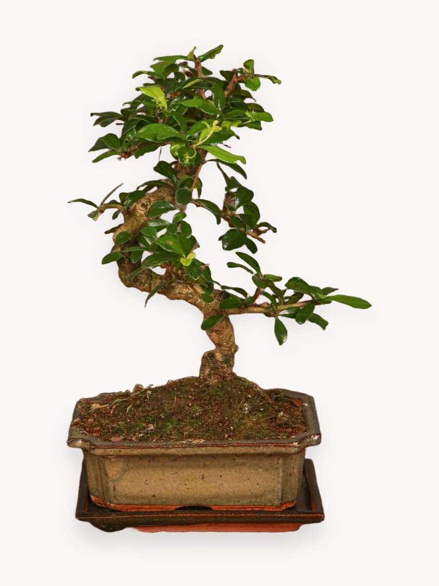 Бонсай Кармона Наоми 35 см