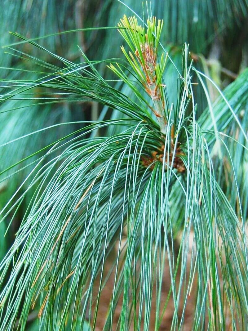 Сосна Гималайская Манали, Семена, 10 шт, семена хвойных растений