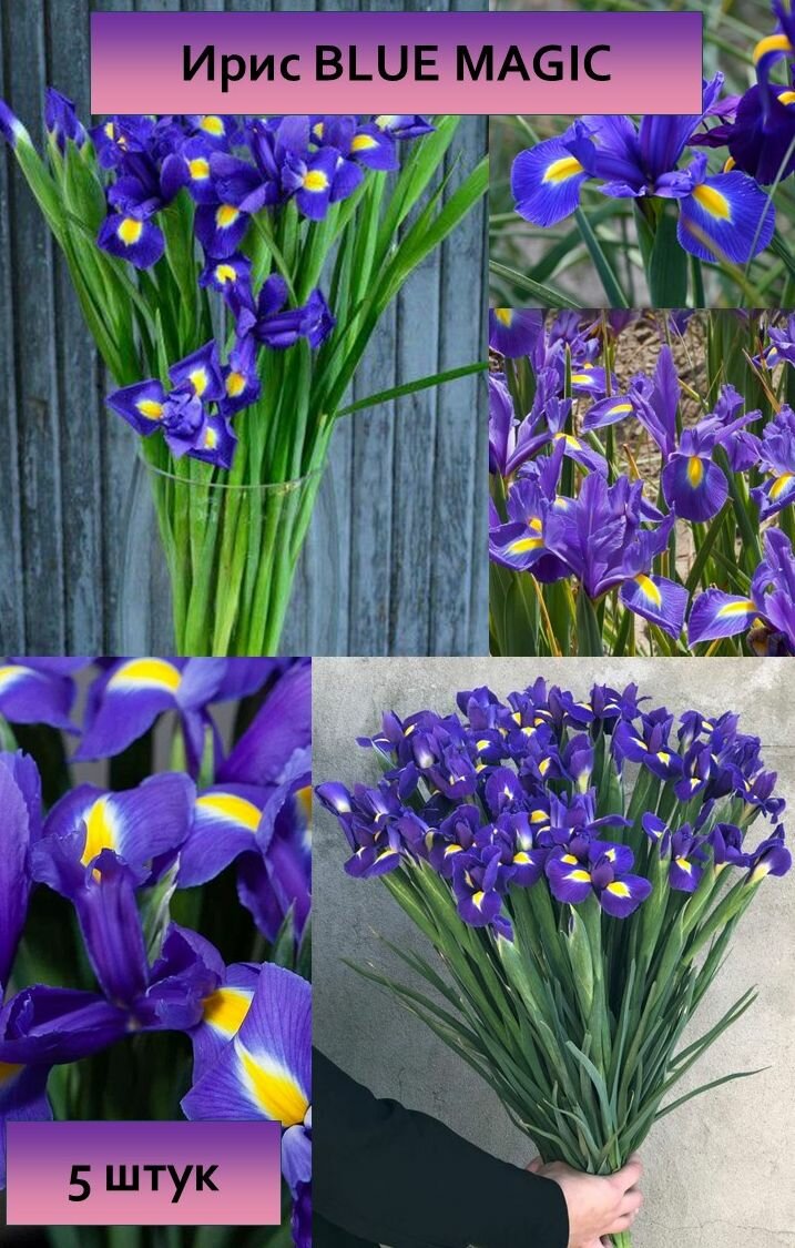 Луковицы ириса многолетнего фиолетовый BLUE MAGIC Сибирский ирис