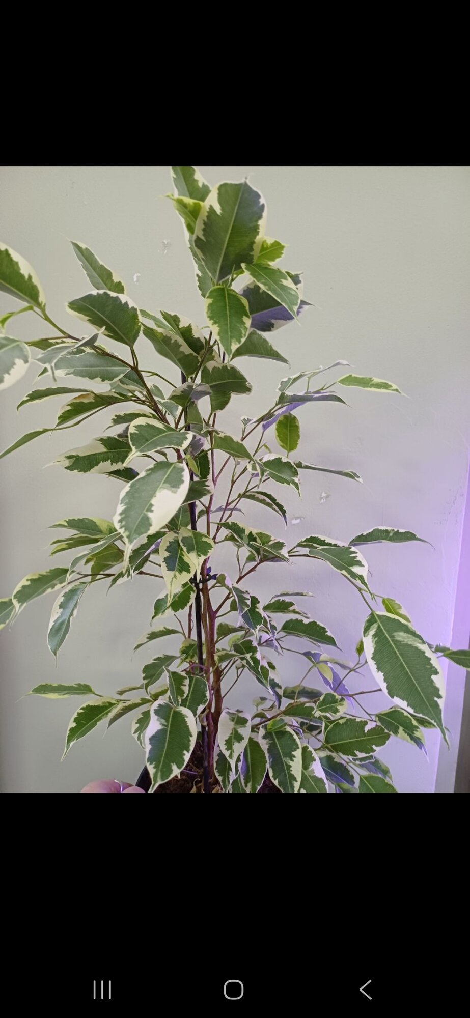 Фикус бенджамина