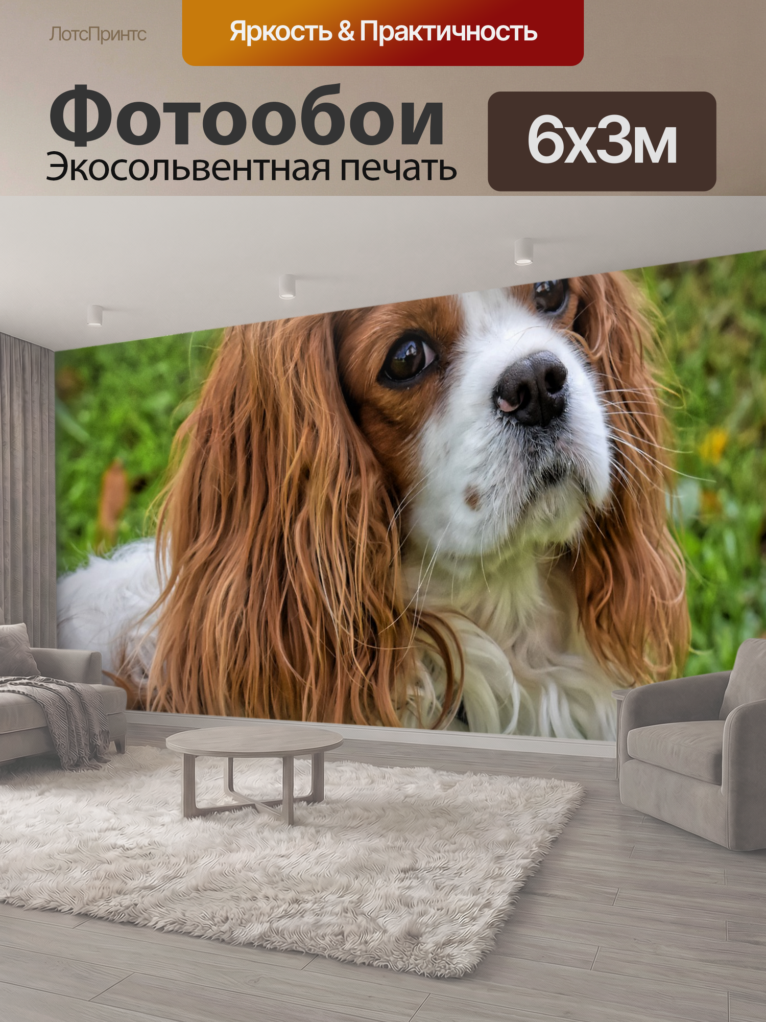 Фотообои "Собака, кавалер кинг чарльз спаниель, веселая" 600x300 см. экосольвентная печать