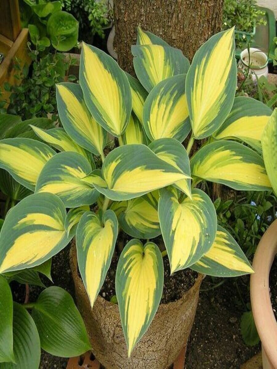 Хоста Holland Bulb Market Ремембер Ми, многолетняя, высота 30 см, цвет светло-зелёный, 1шт