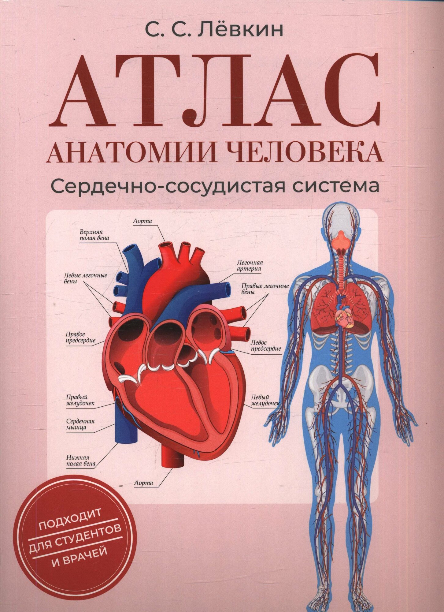 Сергей Лёвкин: Атлас анатомии человека. Сердечно-сосудистая система