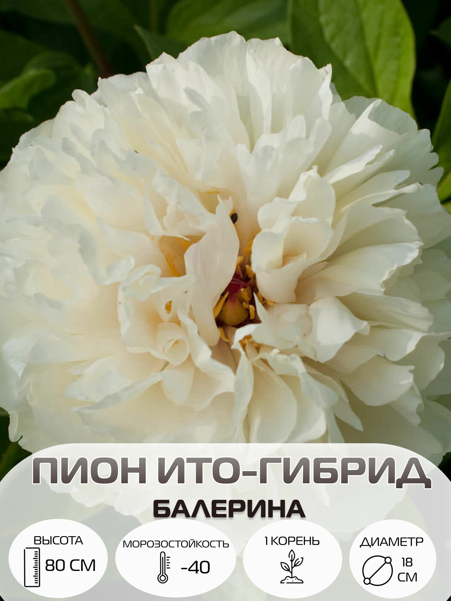 Корень пиона ито-гибрид Балерина, многолетние цветы, саженец 1 шт
