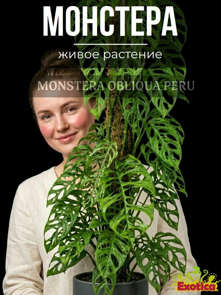 Монстера Обликва Перу (Monstera Obliqua Peru) D6см, живой цветок