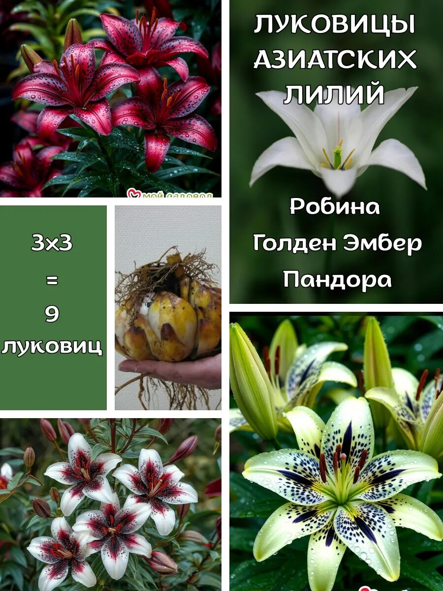 Азиатские лилии, сет из 3 сортов, луковицы 9 штук