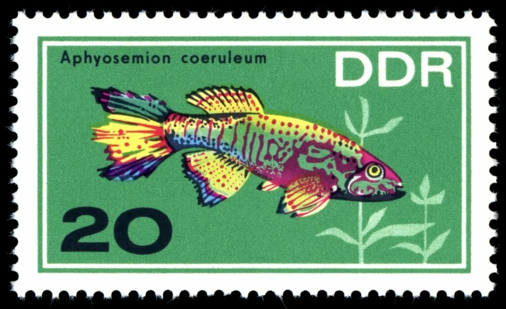 (1966-075) Марка Германия (ГДР) "Афиосемионы" Аквариумные рыбки III гашеная