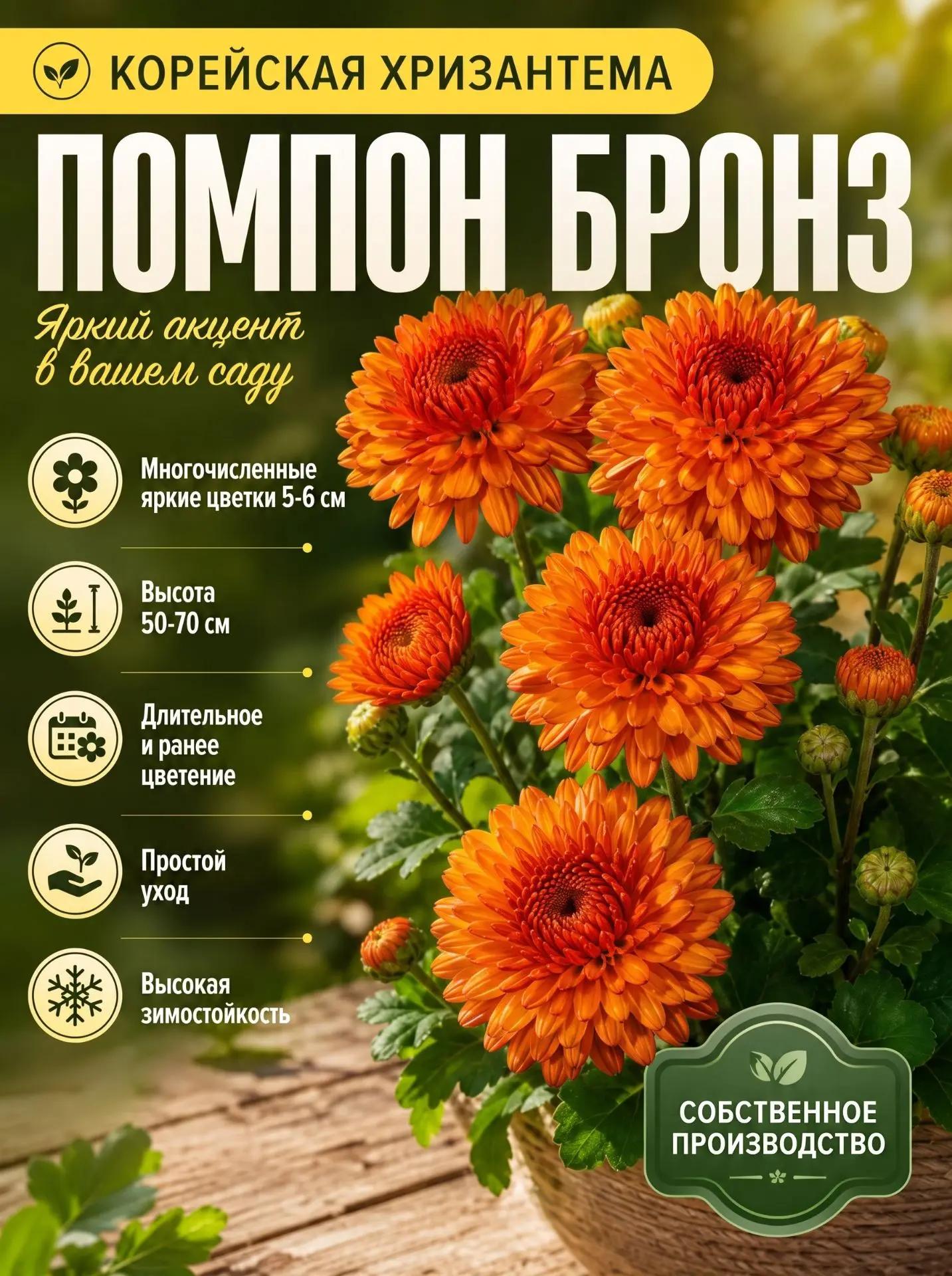 Хризантема корейская «Помпон Бронз»