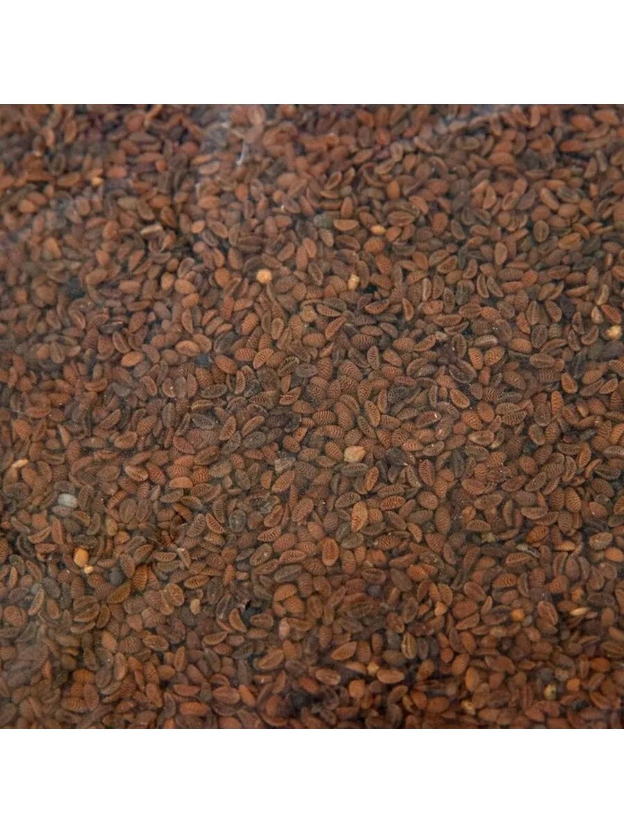 Плодородный сидерат для любого региона