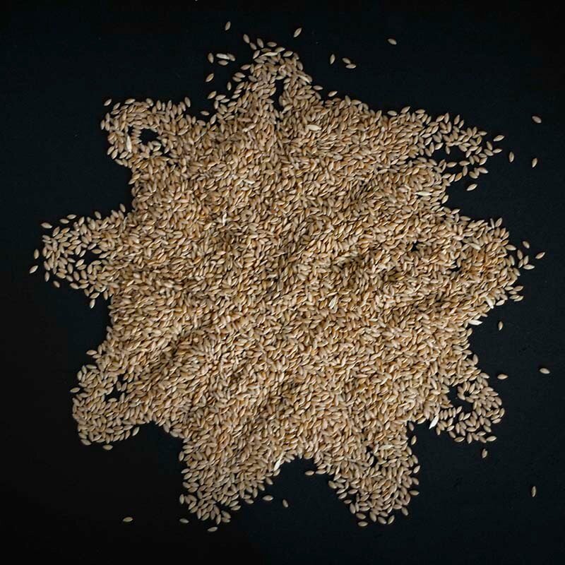 Зерно однозернянки