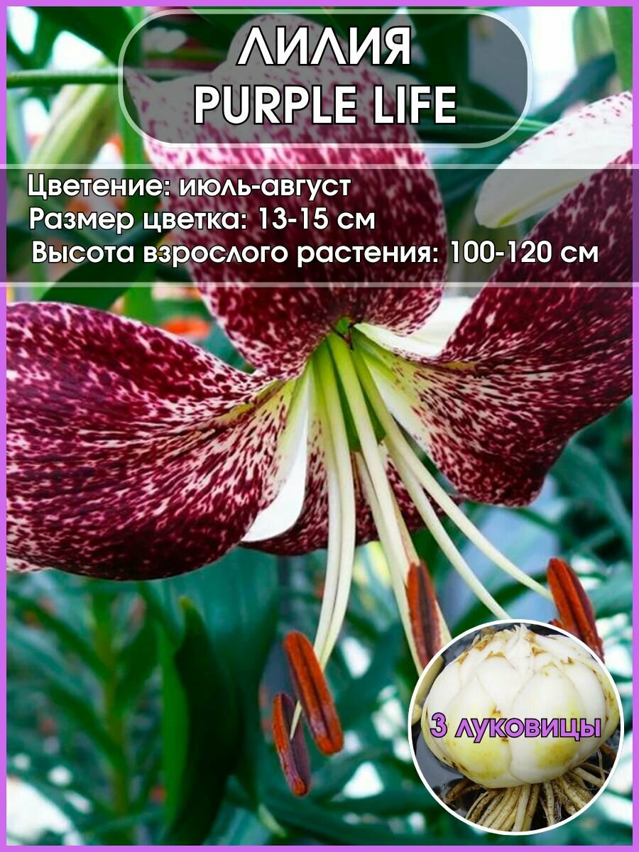 Лилия азиатская Пурпл лайф, луковицы 3 штуки