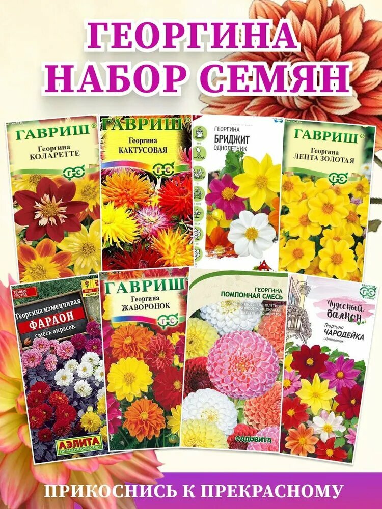 Набор семян Георгины "Георгинообразная смесь", набор 8 шт, смесь сортов