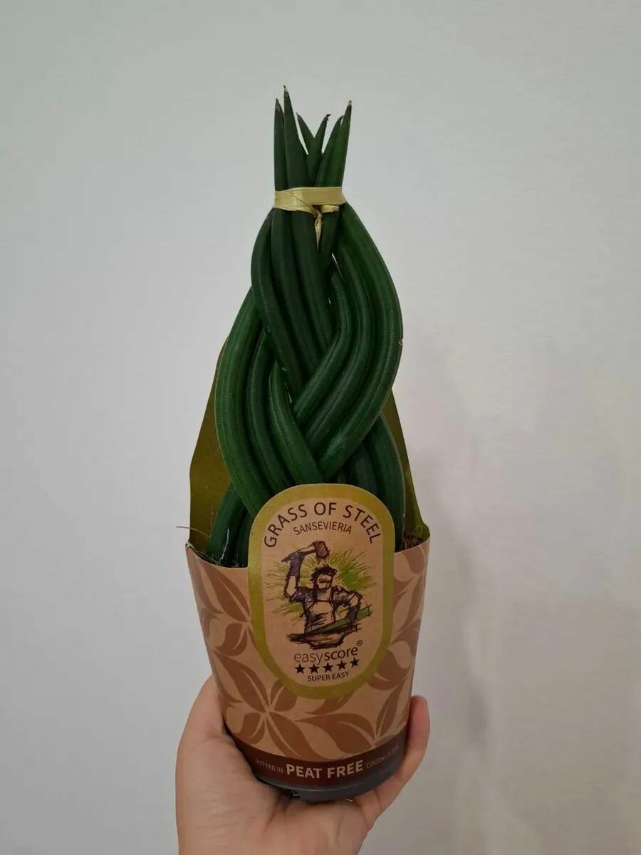 Сансевиерия цилиндрика коса растение живое в горшке