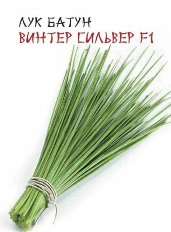 Коллекционные семена лука батун Винтер сильвер F1