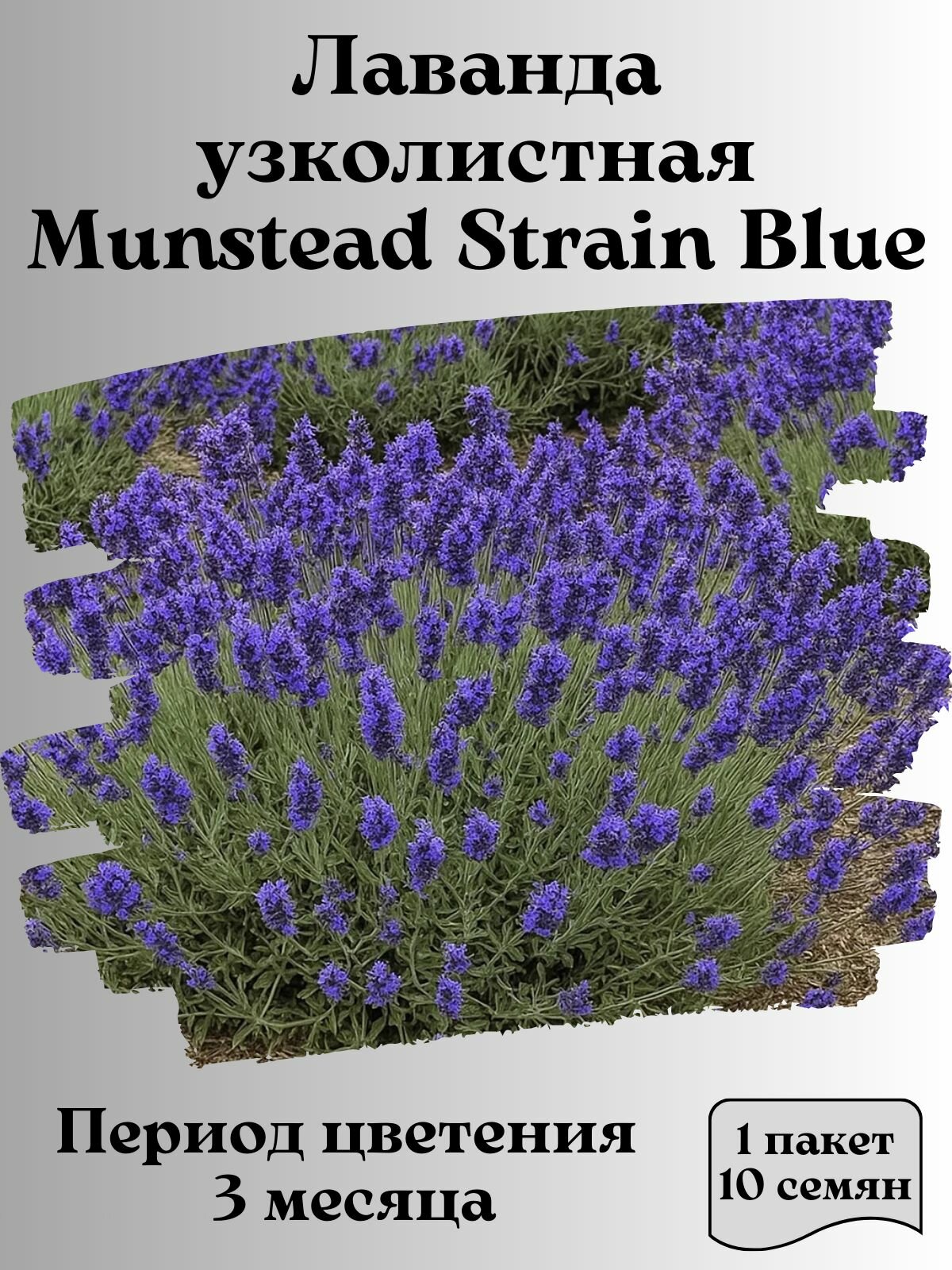 Лаванда узколистная Munstead Strain Blue, семена, 10 шт, 15 гр.