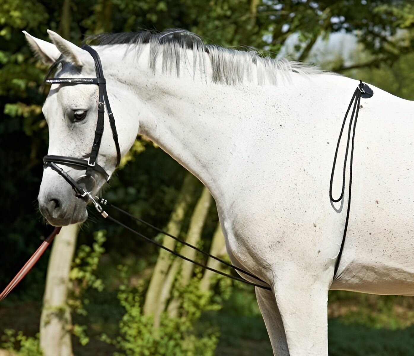 Эластичный шамбон HorsePlanet — фото 1
