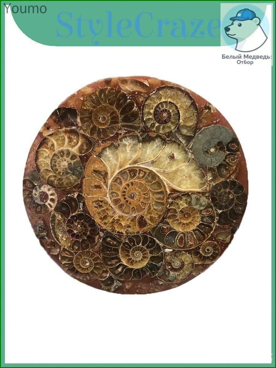 1 шт. натуральный диск из аммонита с окаменелым кварцевым кристаллом, ракушка, подставка для камня