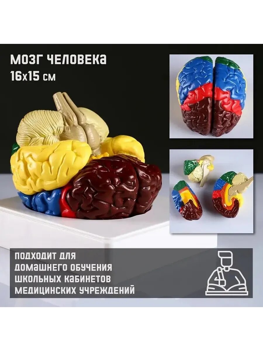 Образовательный макет для изучения мозга