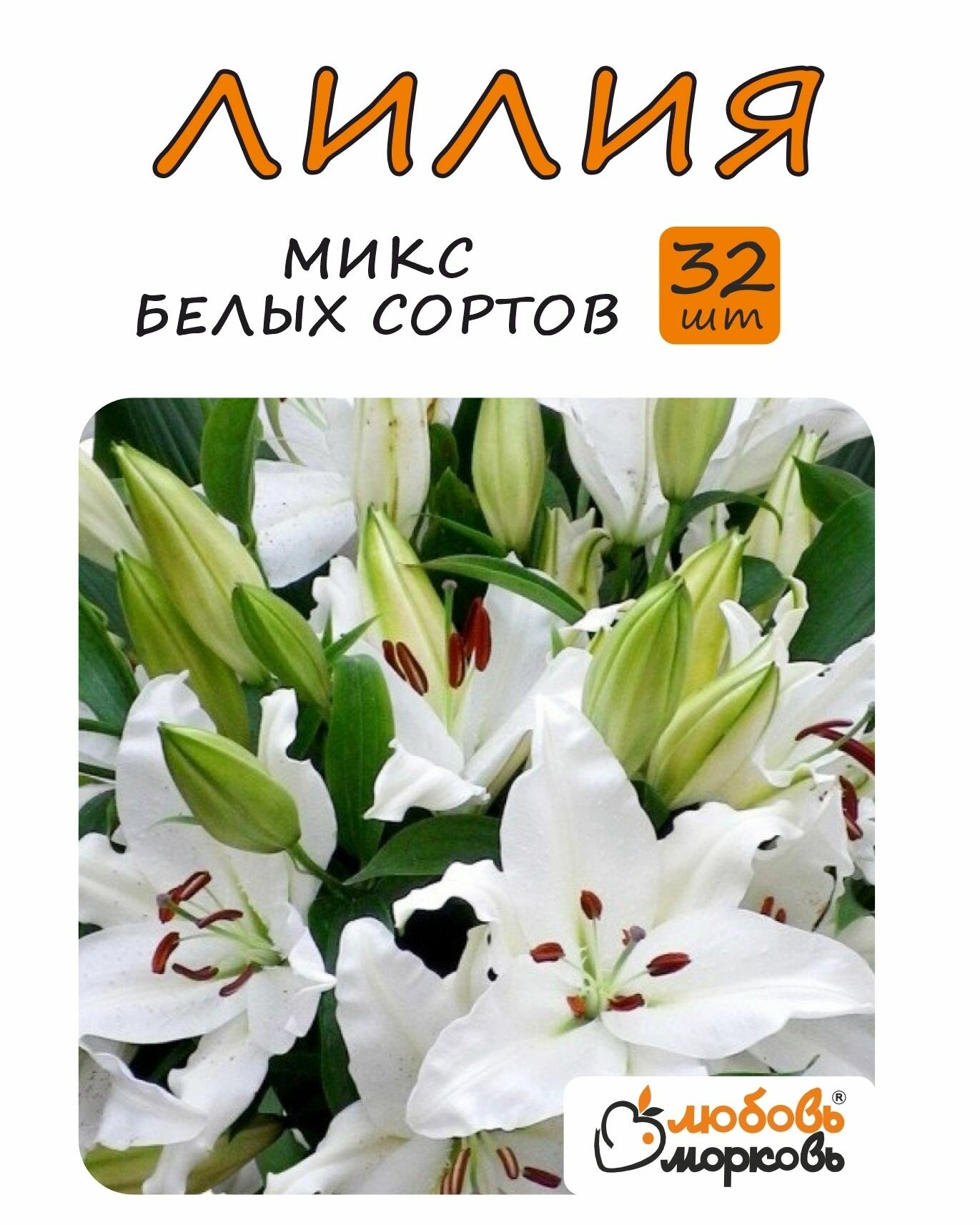 Лилия Луковица, Микс белые сорта, 32шт (1)