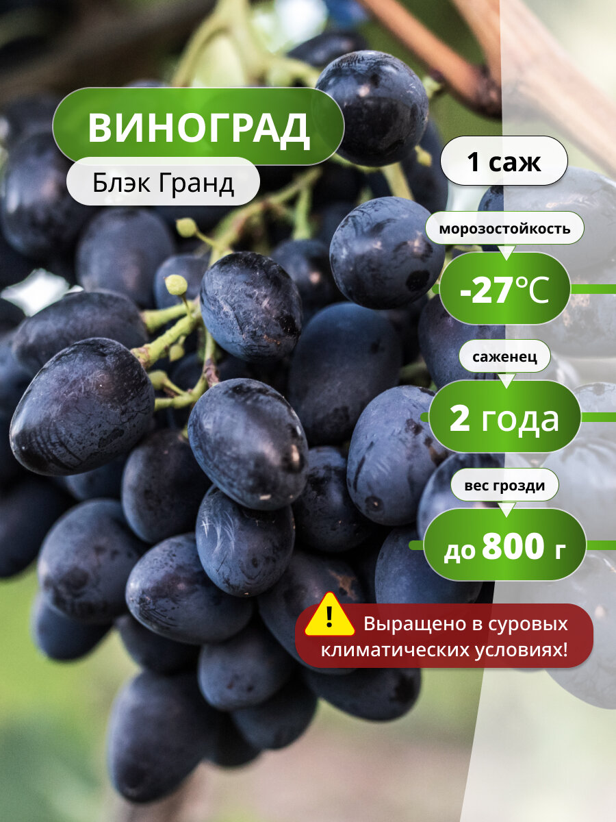 Виноград Блэк Гранд, многолетник, морозостойкий, высокоурожайный, чёрный, 1шт