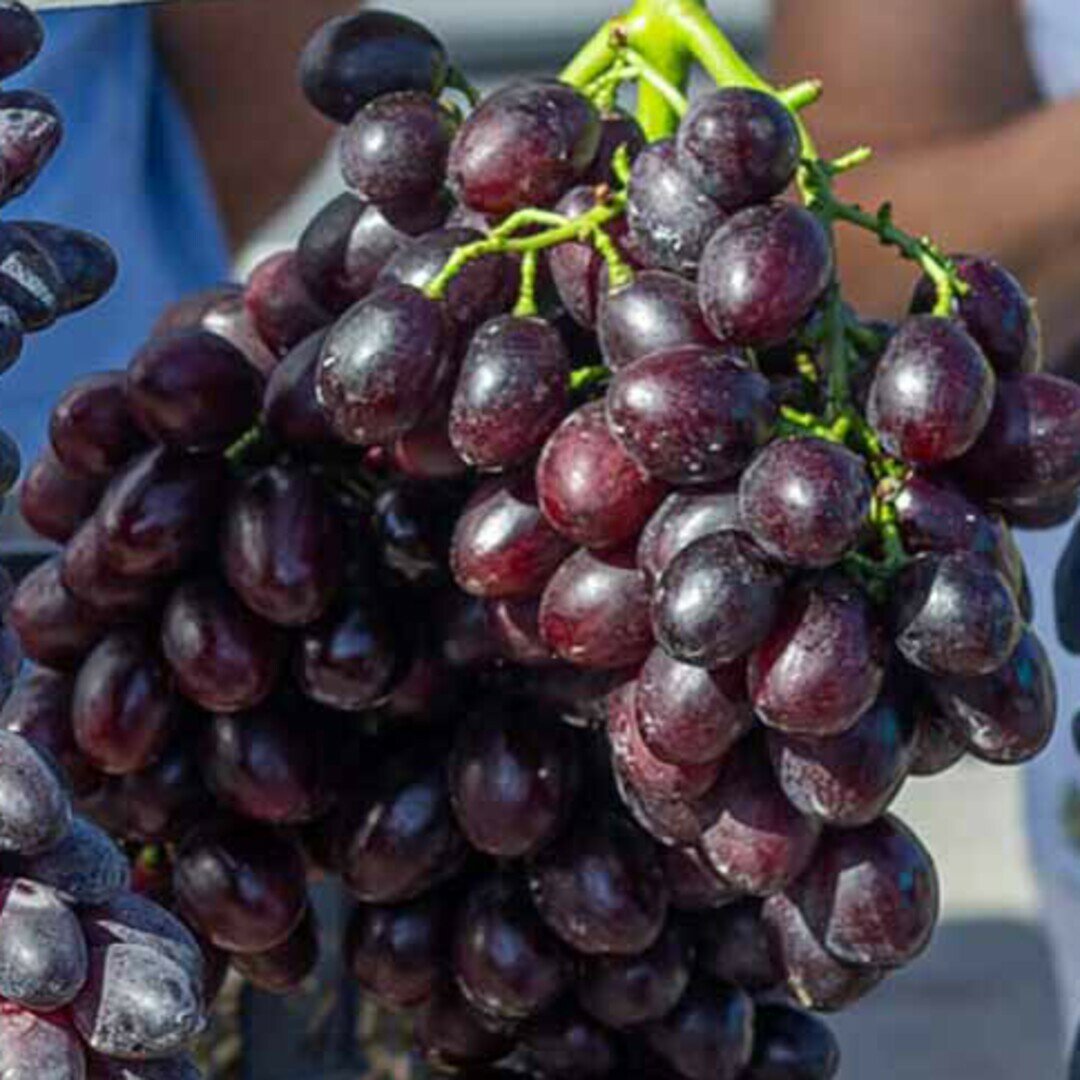 Виноград кишмиш Брависсимо / 2 шт, раннеспелый сорт, бессемянный