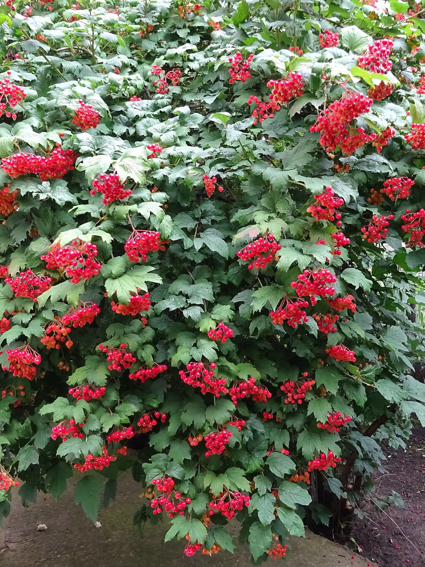 Калина Красная, сорт - "Гранатовый браслет", семена зимостойкой калины 50 штук + Подарок