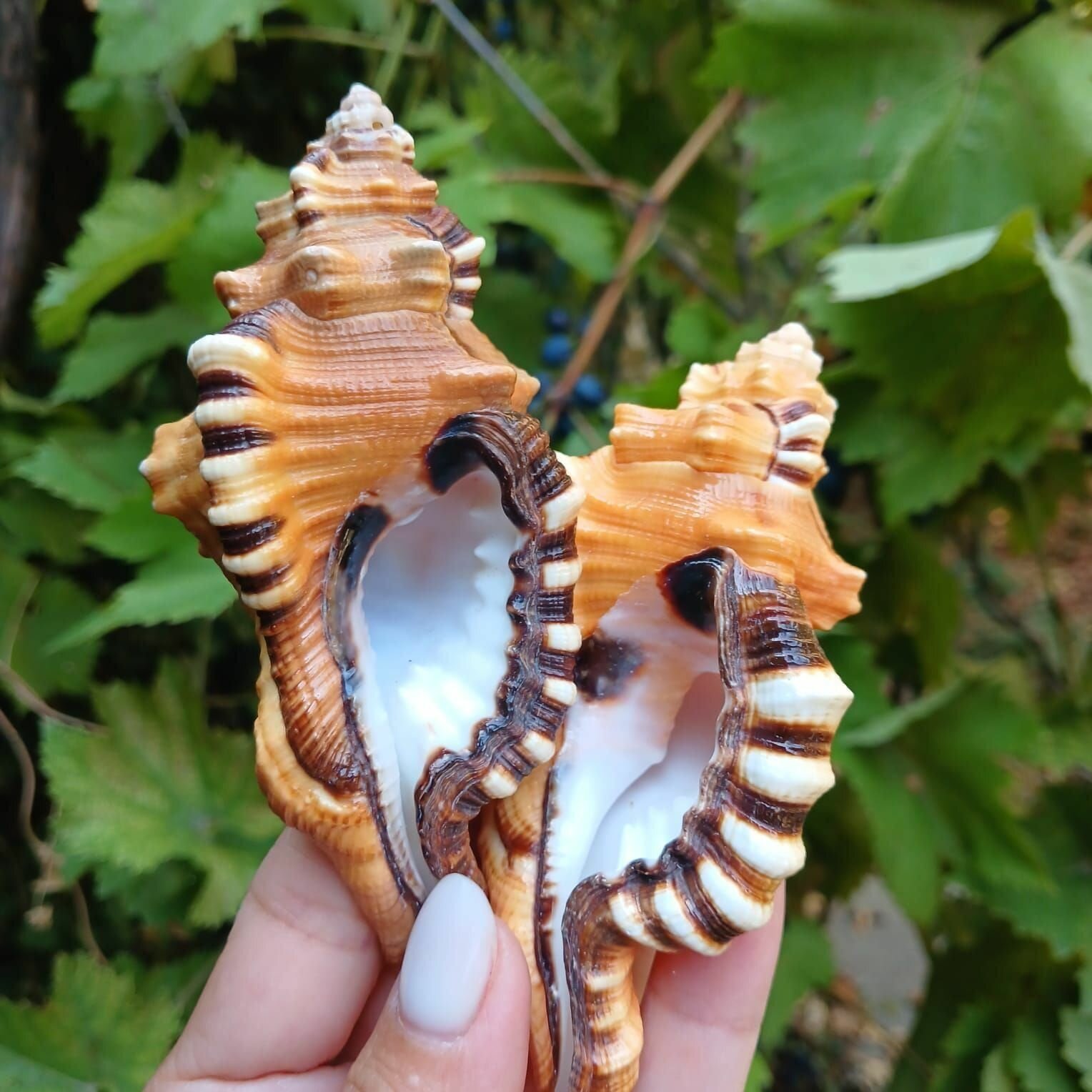 Чёрнопятнистый тритон 2шт/Ракушка морская, натуральная/ Циматиум лоториум