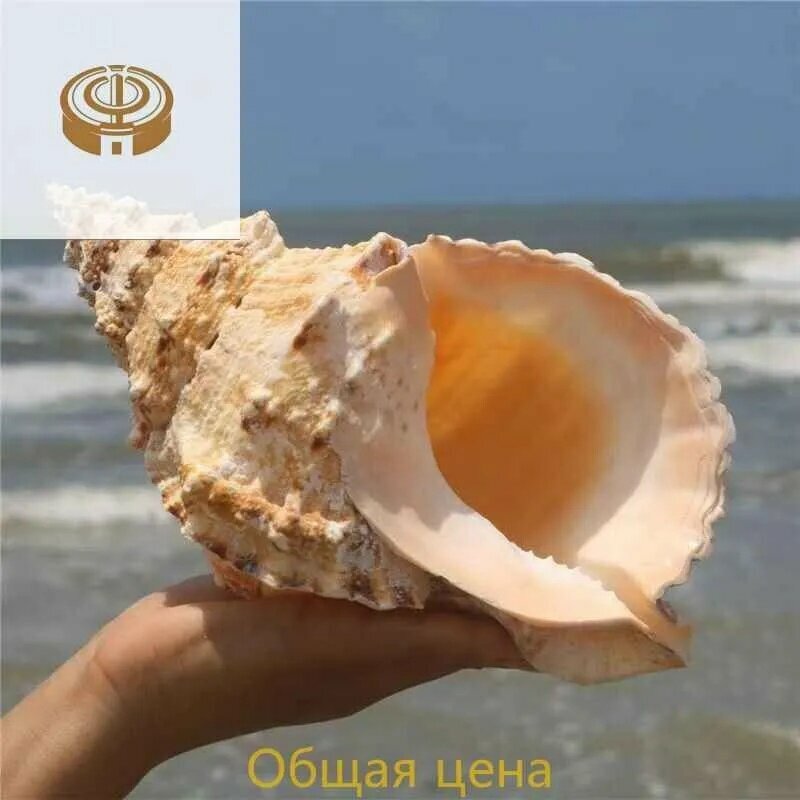 Ракушка морская натуральная Бурса Бубо12cm-13cm