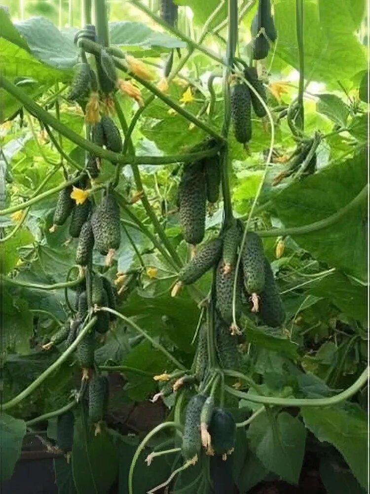 Огурец мадейра F1 MADEIRA F1 Seminis 25 семян (ручная фасовка)