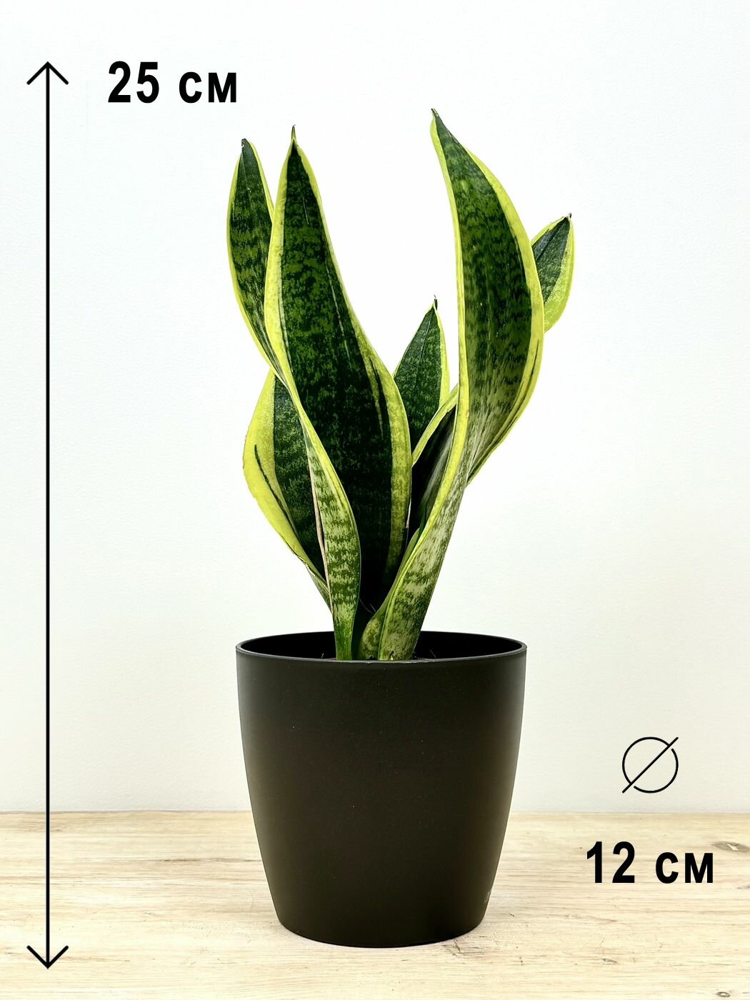 Сансевиерия Лауренти в пластиковом чёрном кашпо, высота композиции 25 см
