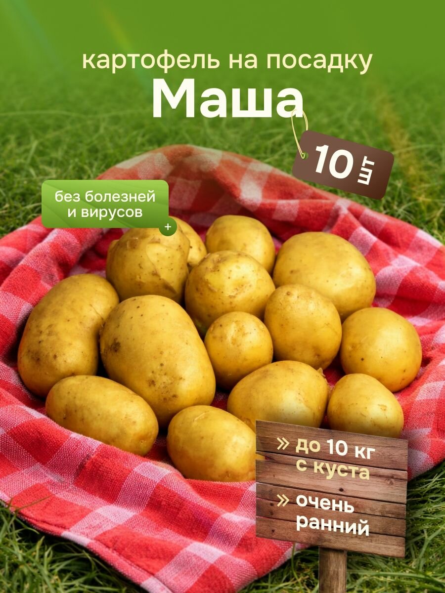 Семенной картофель на посадку Маша 10 шт (среднеранний)