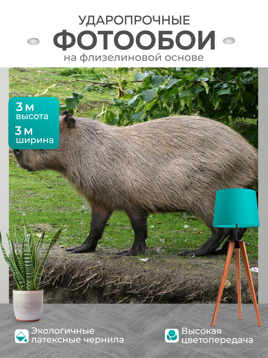 Фотообои моющиеся ударопрочные "Капибара, faunapark, парк животных" 300x300 см. флизелиновые на стену