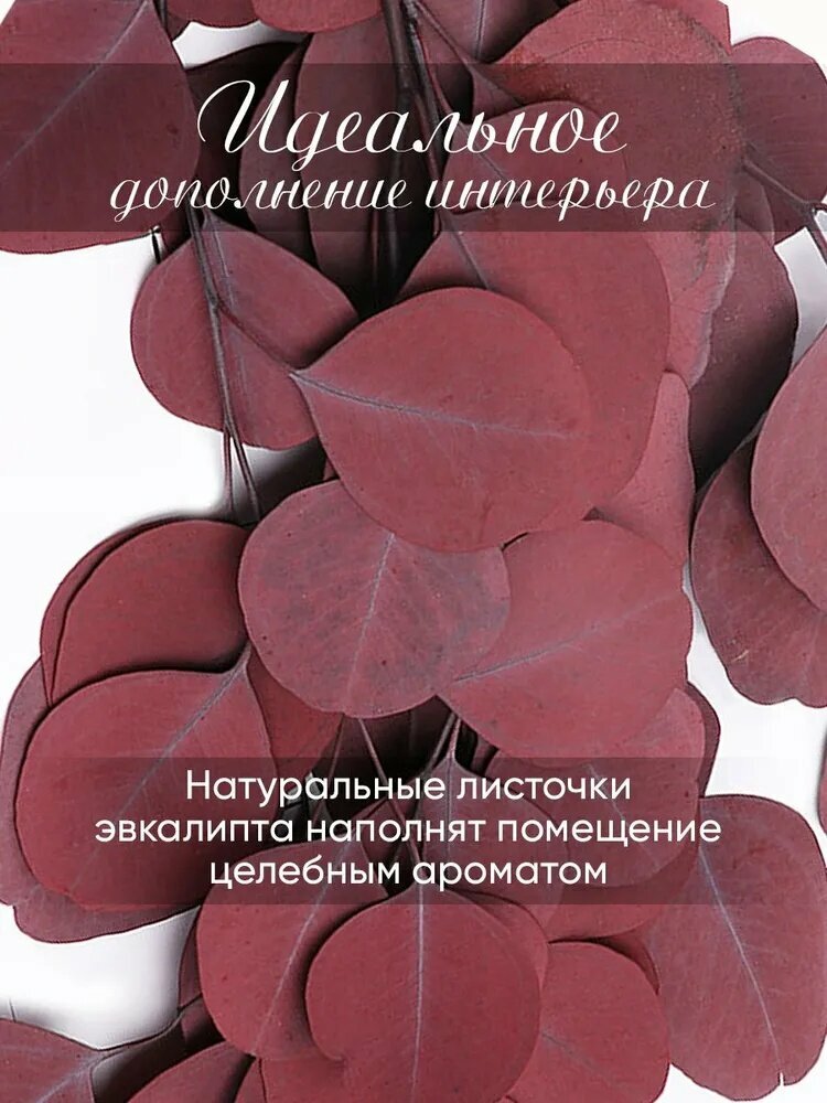 Сухоцветы, 57 см, 1 шт