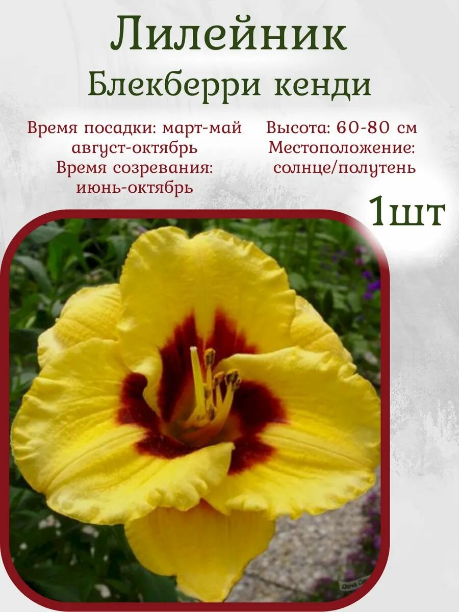 Саженцы лилейника многолетние цветы 1 штука