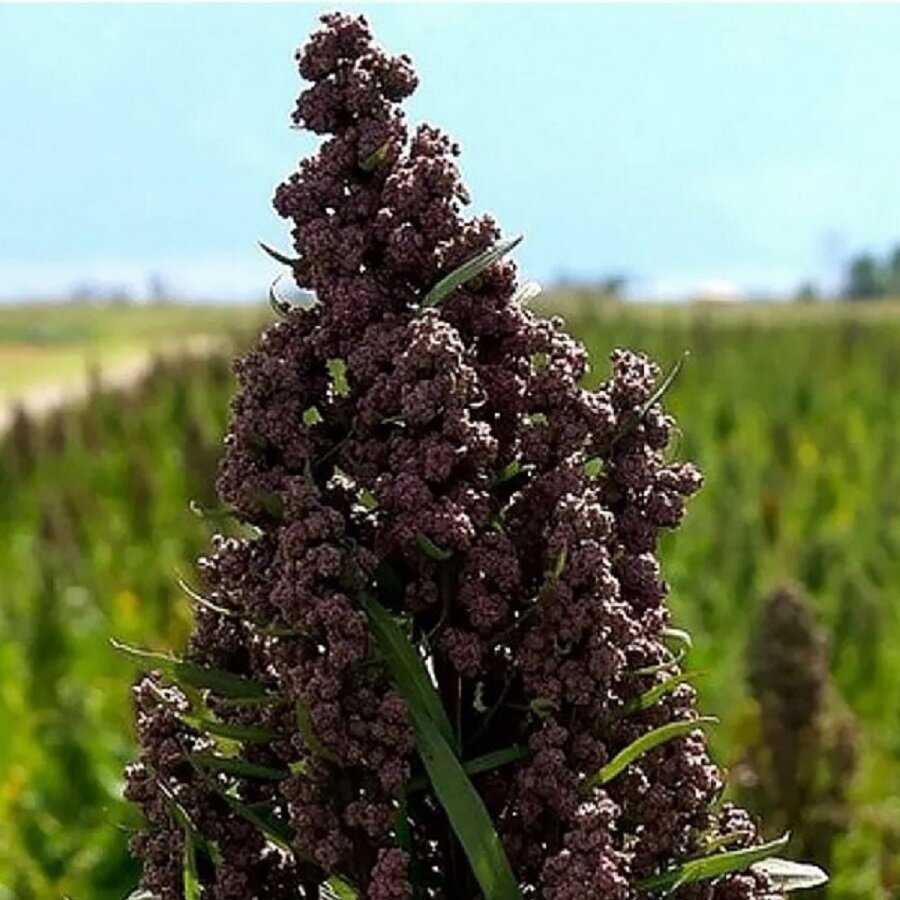 Семена Deodar SEEDS COMPANY Киноа черная 100 шт.