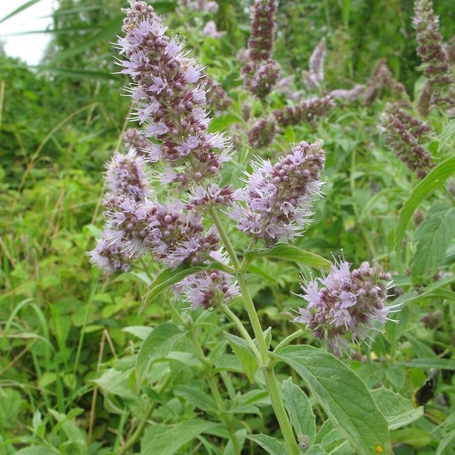 Семена Deodar SEEDS COMPANY Мята длиннолистная 50 шт.