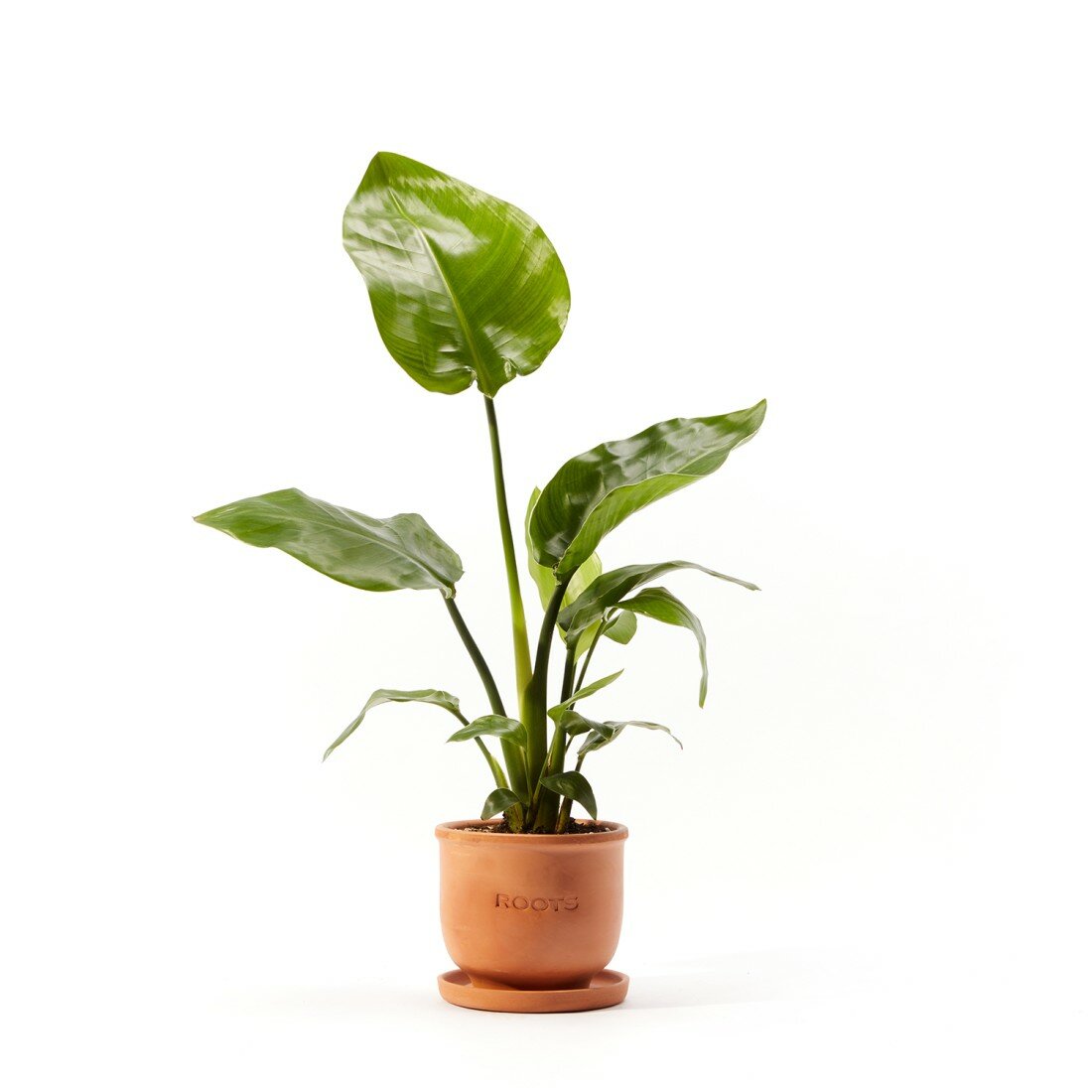 Стрелиция Николая d12