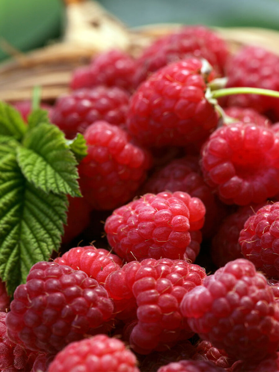 Малина ремонтантная Жар Птица 1 шт / многолетний, морозостойкий сорт