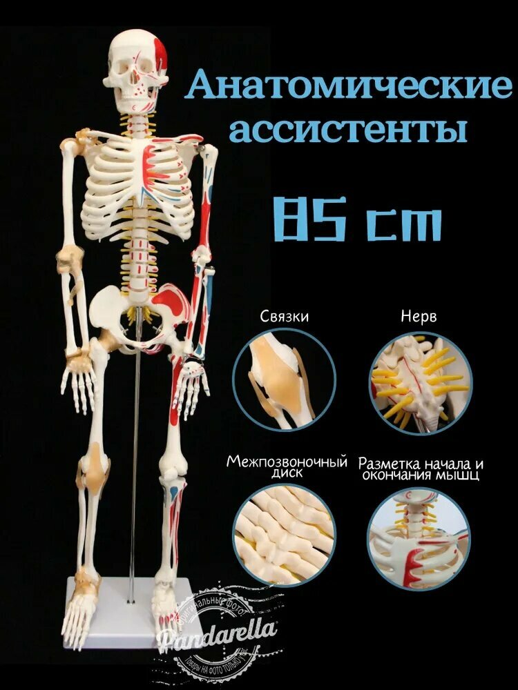 Скелет человека анатомический с скелета со связками, 85 cm
