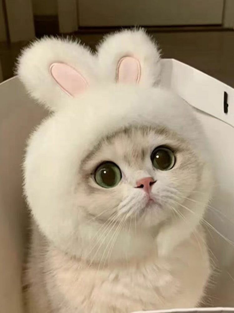 Шапочка для кошки и собаки, смешной головной убор для питомца